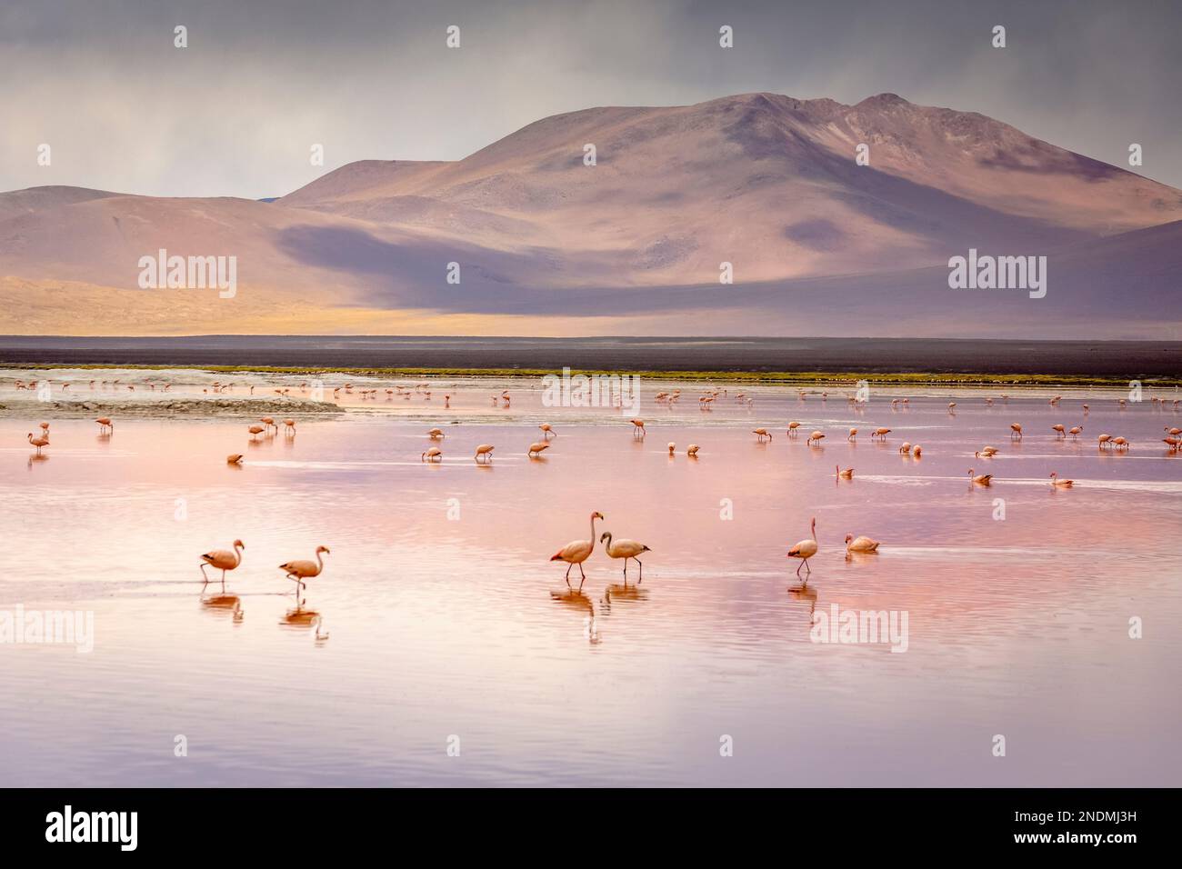 Laguna colorada, Red lake, with Andean Flamingos and Idyllic Altiplano ...