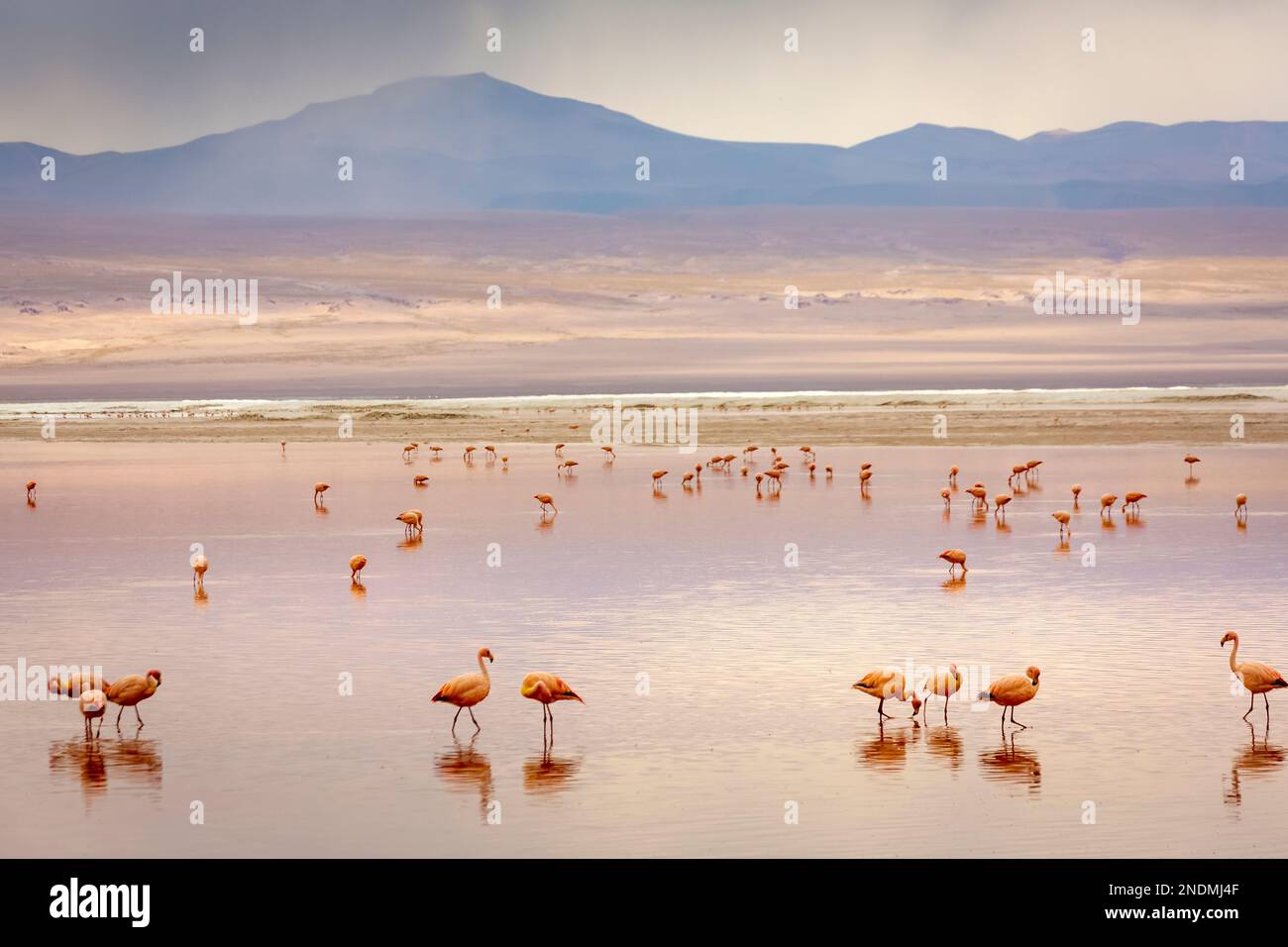 Laguna colorada, Red lake, with Andean Flamingos and Idyllic Altiplano ...