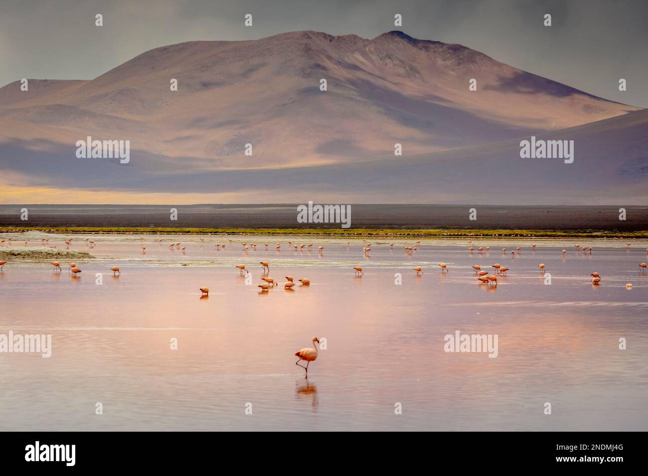 Laguna colorada, Red lake, with Andean Flamingos and Idyllic Altiplano ...