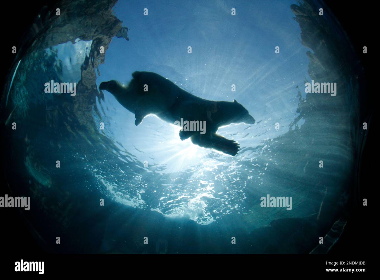 In this photo taken with a fisheye lens, Koda, a 900 pound Polar Bear ...