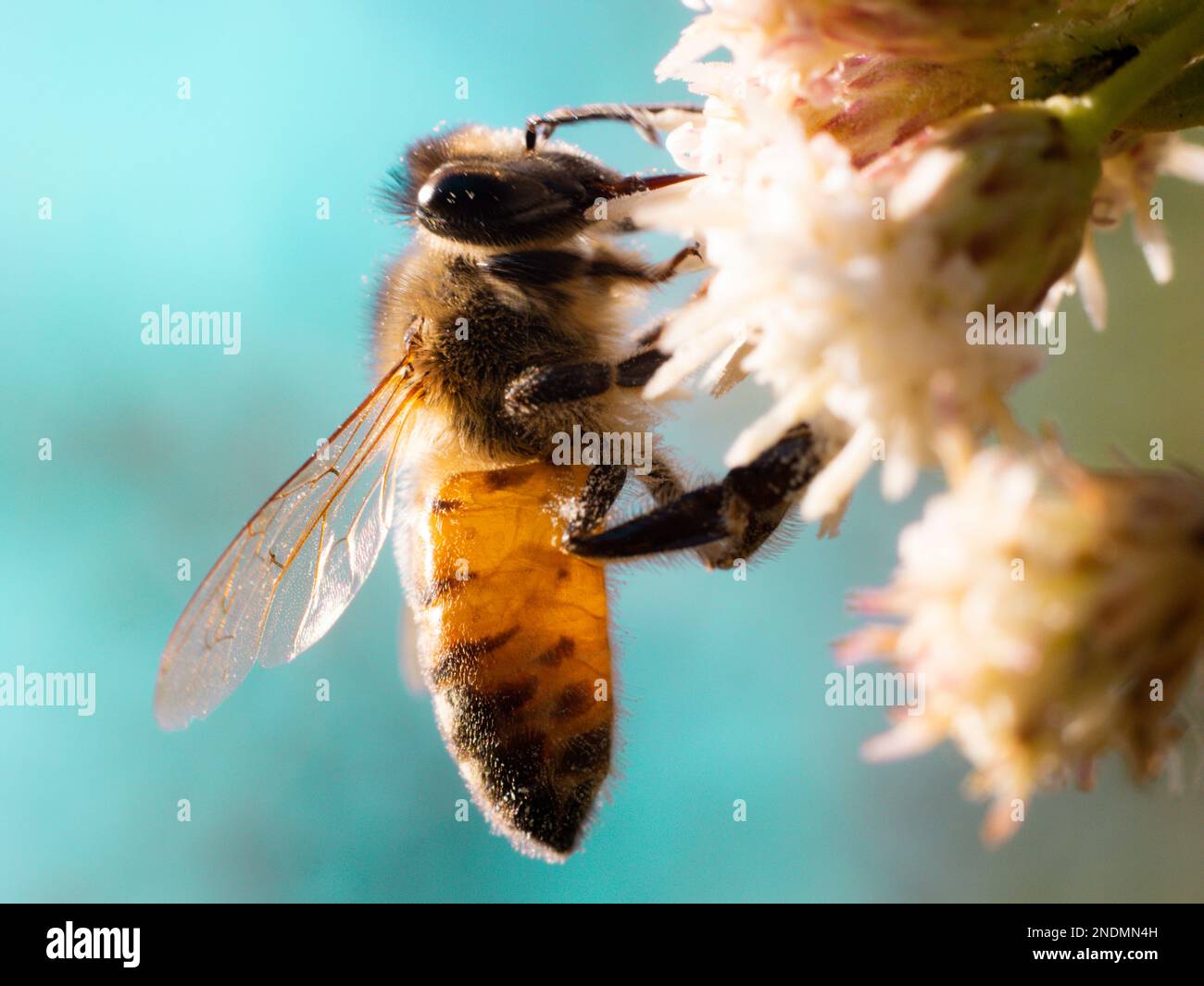 A bee getting nectar from a flower Stock Photo - Alamy