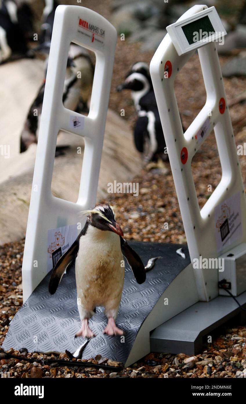 A Rockhopper penguin, walks though a scanner, as zoo keepers, not seen ...