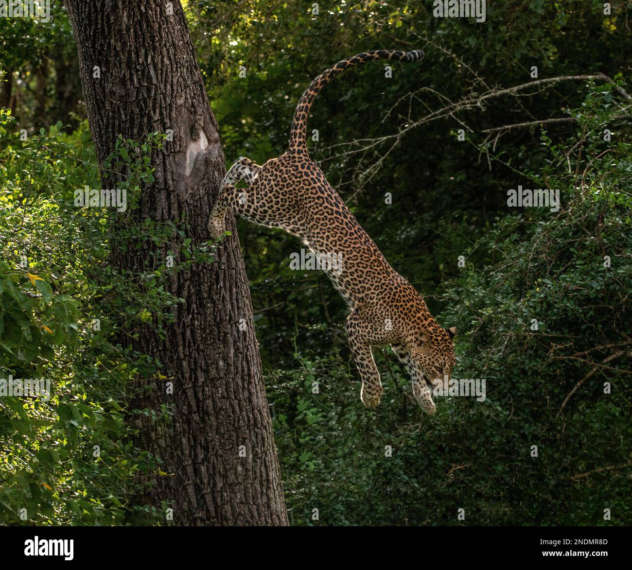 Sri Lankan leopards in the Wild Stock Photo - Alamy