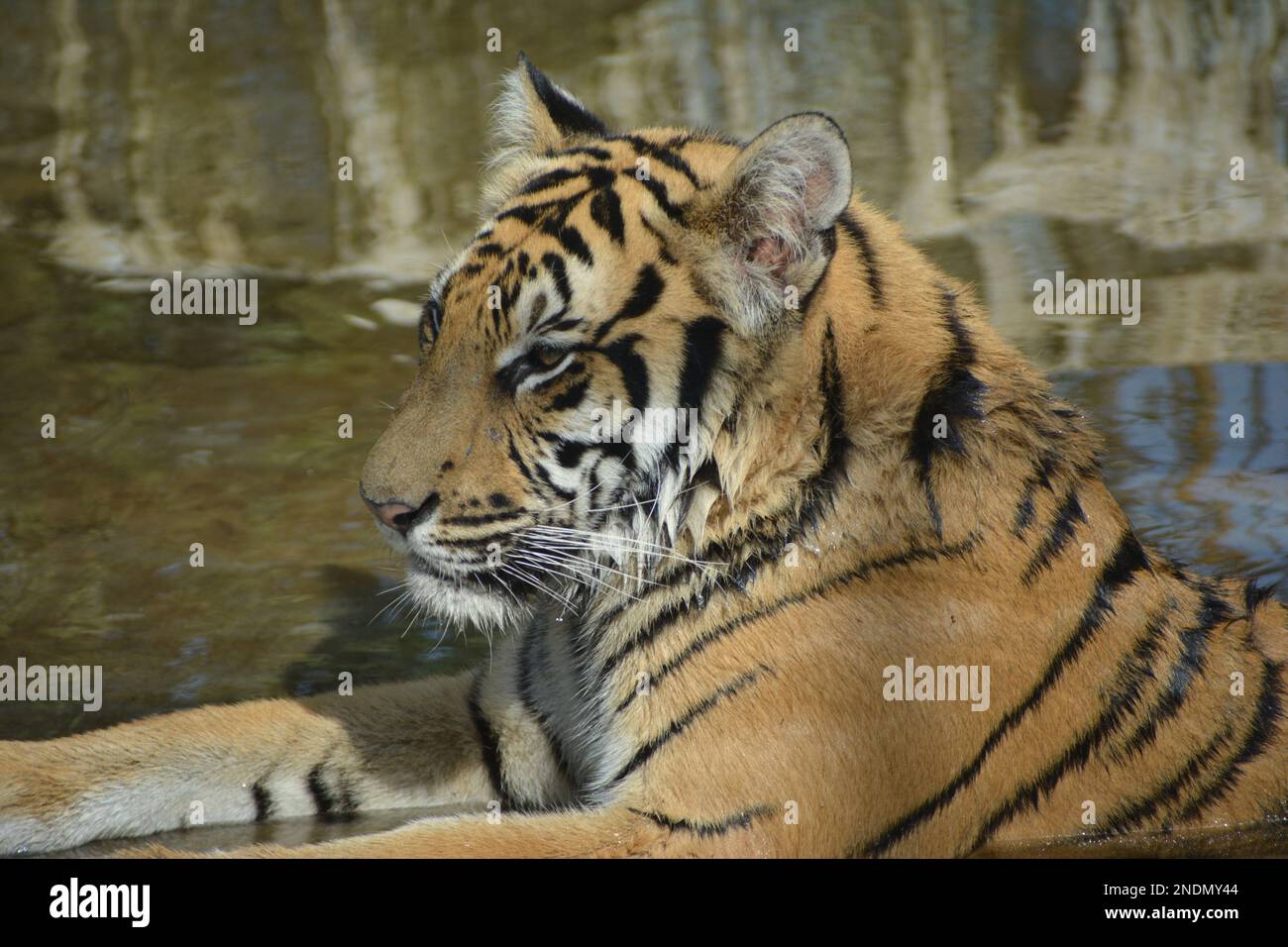 Tiger hunting deer hi-res stock photography and images - Alamy