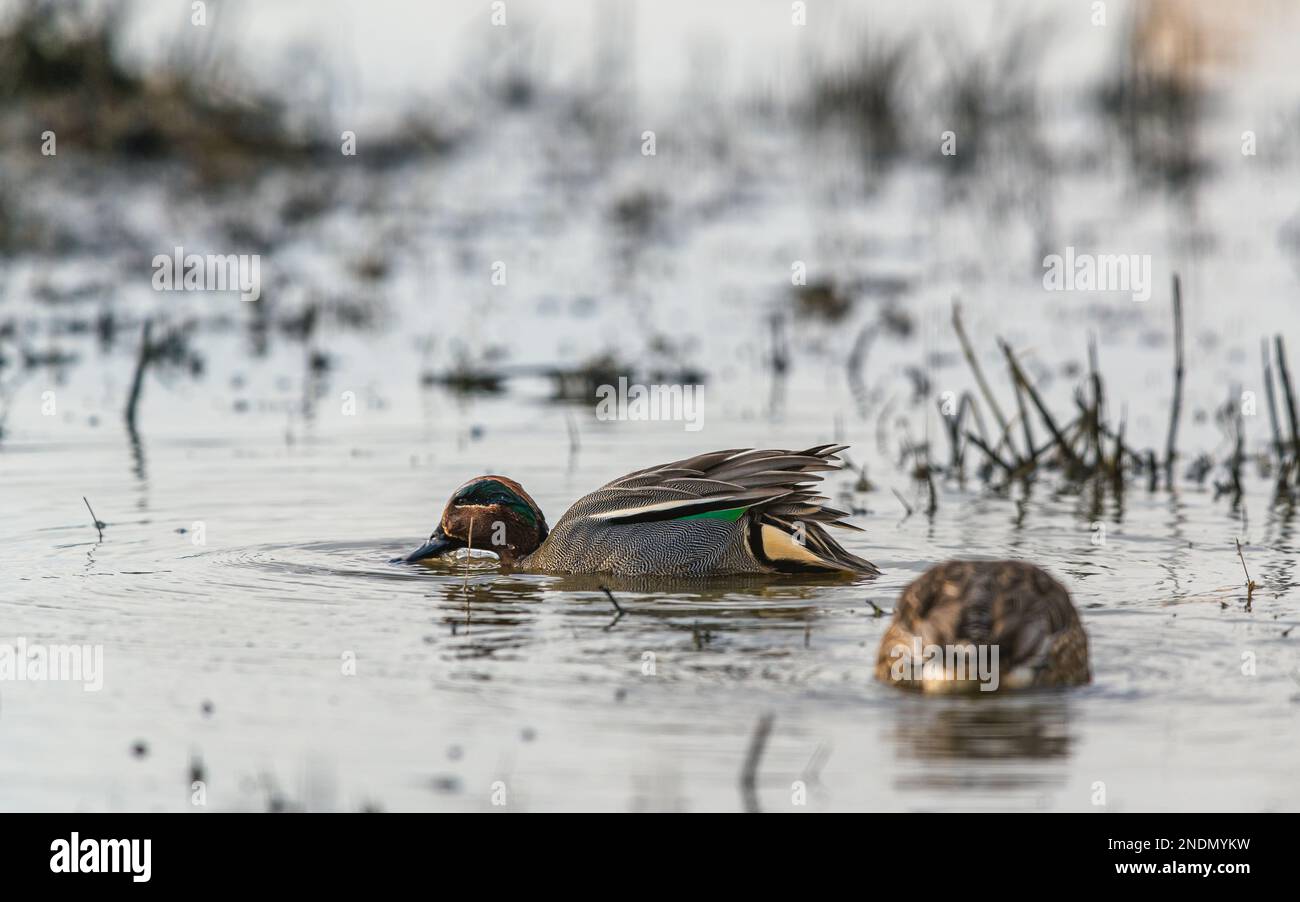 Pair of Eurasian Teal, Anas crecca - Birds in the environment during ...