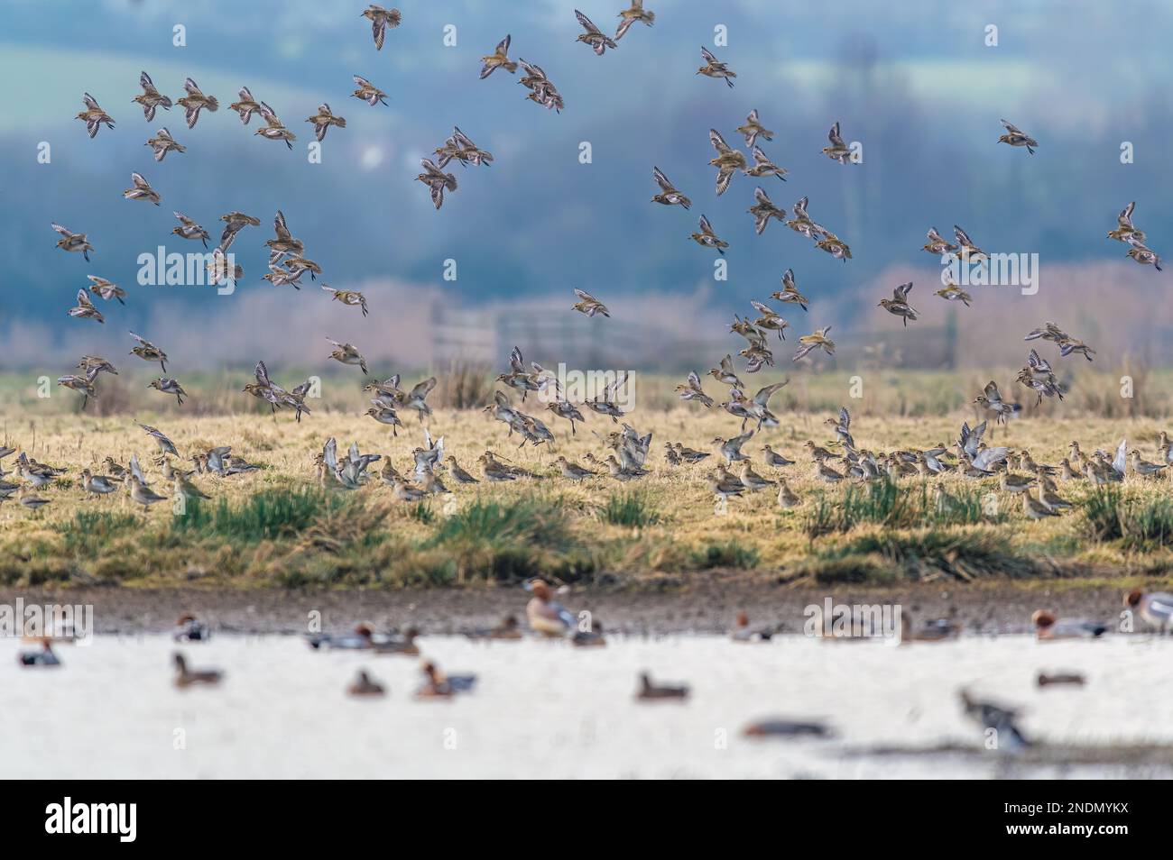 Birds in their environment hi-res stock photography and images - Alamy