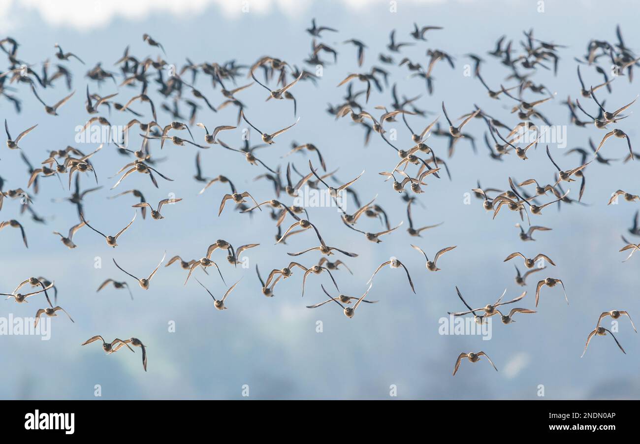 Grey plover flight uk hi-res stock photography and images - Alamy
