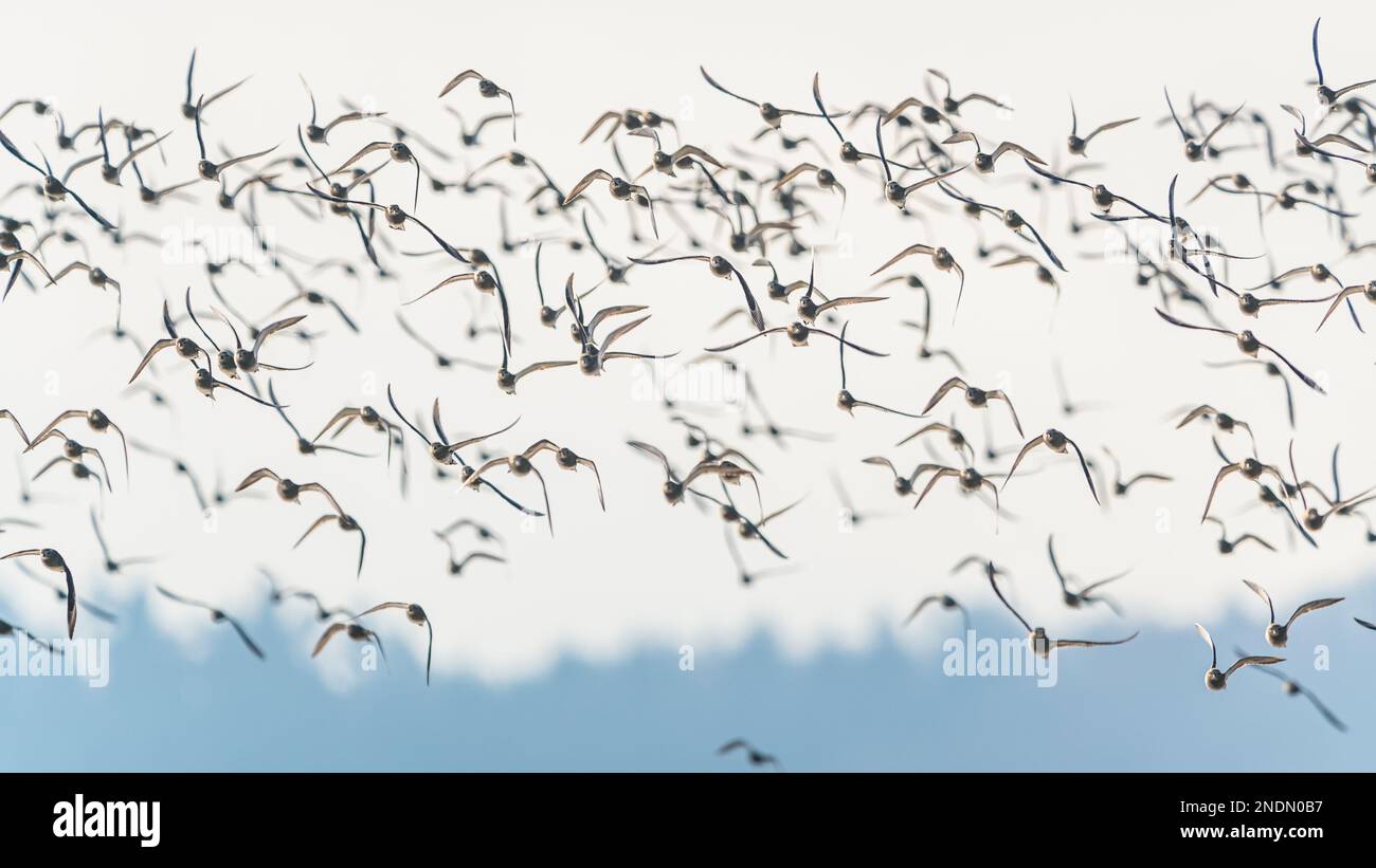 Grey Plover, Pluvialis squatarola - Birds in the environment during ...