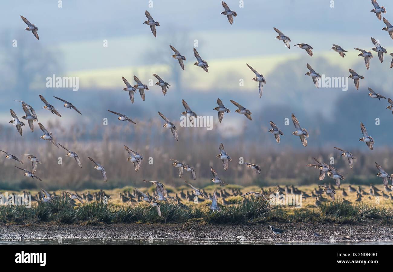 Grey Plover, Pluvialis squatarola - Birds in the environment during ...