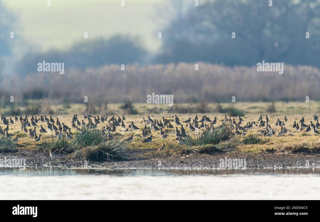 Grey Plover, Pluvialis squatarola - Birds in the environment during ...