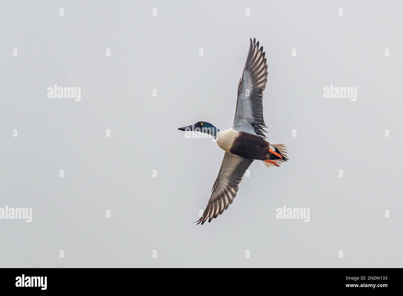 Northern Shoveler, Spatula clypeata in fly over marshland Stock Photo ...