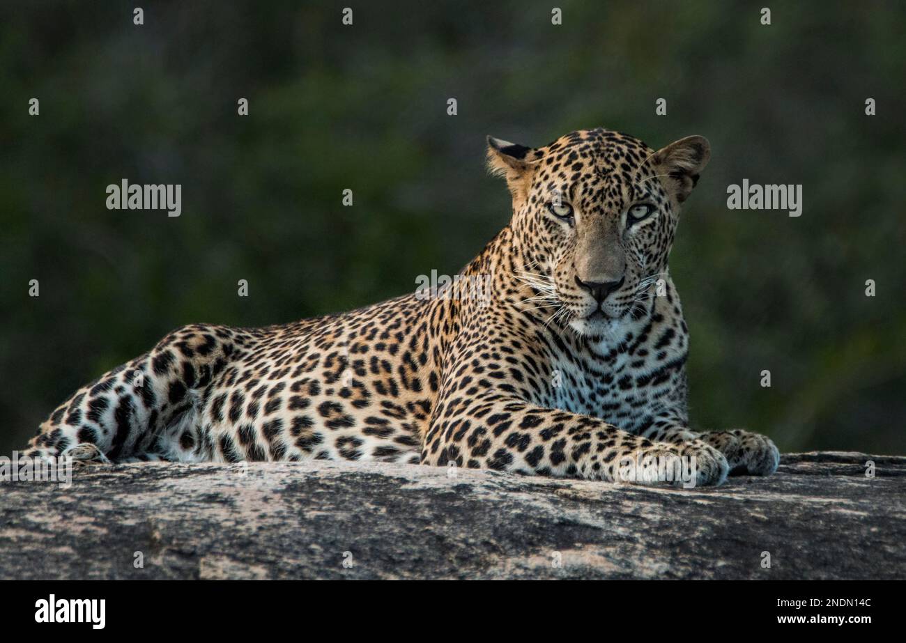 Sri Lankan leopards in the Wild Stock Photo - Alamy