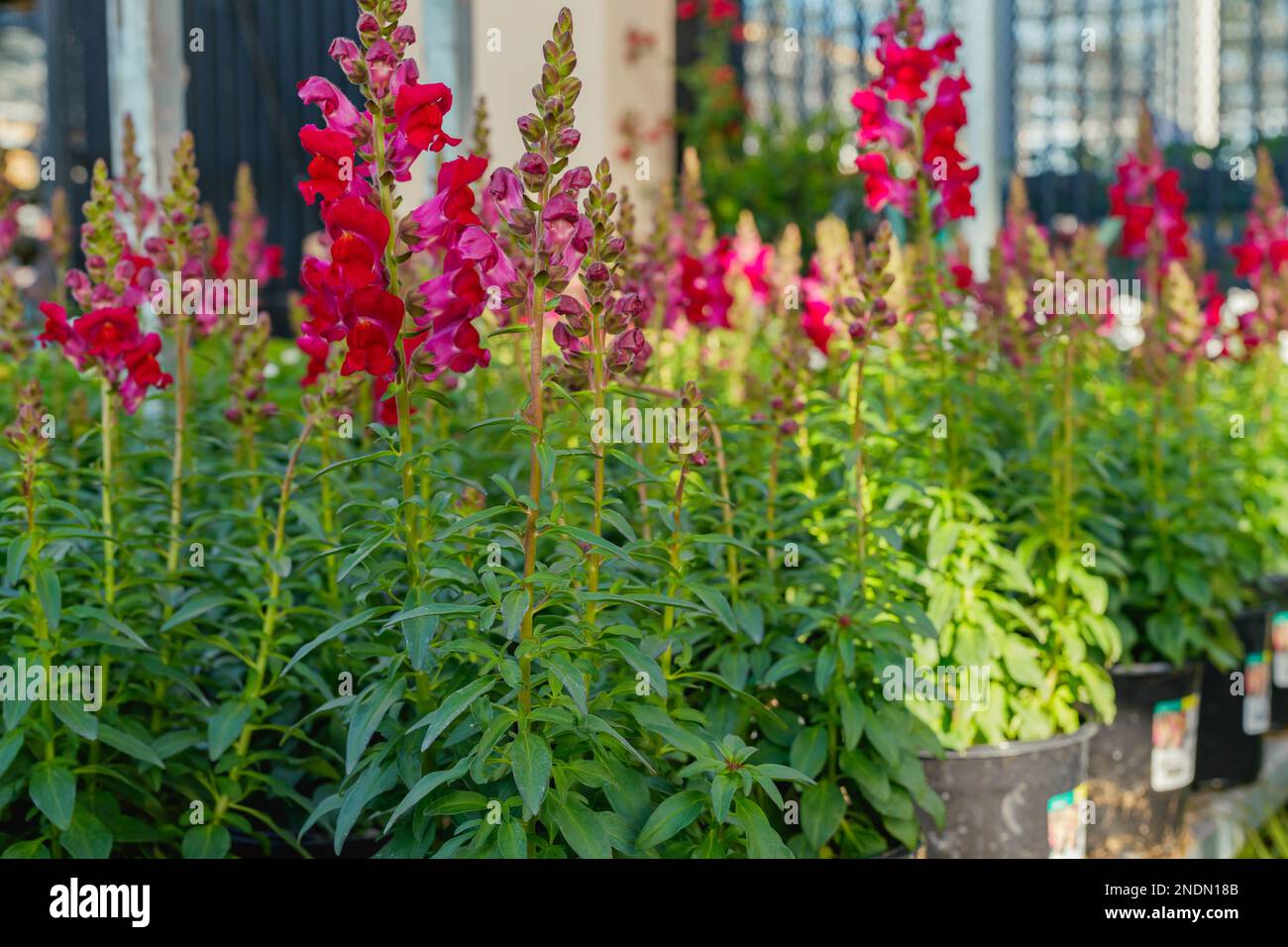 Snapdragon flowers in bloom. Antirrhinum flowers in pots close up Stock ...