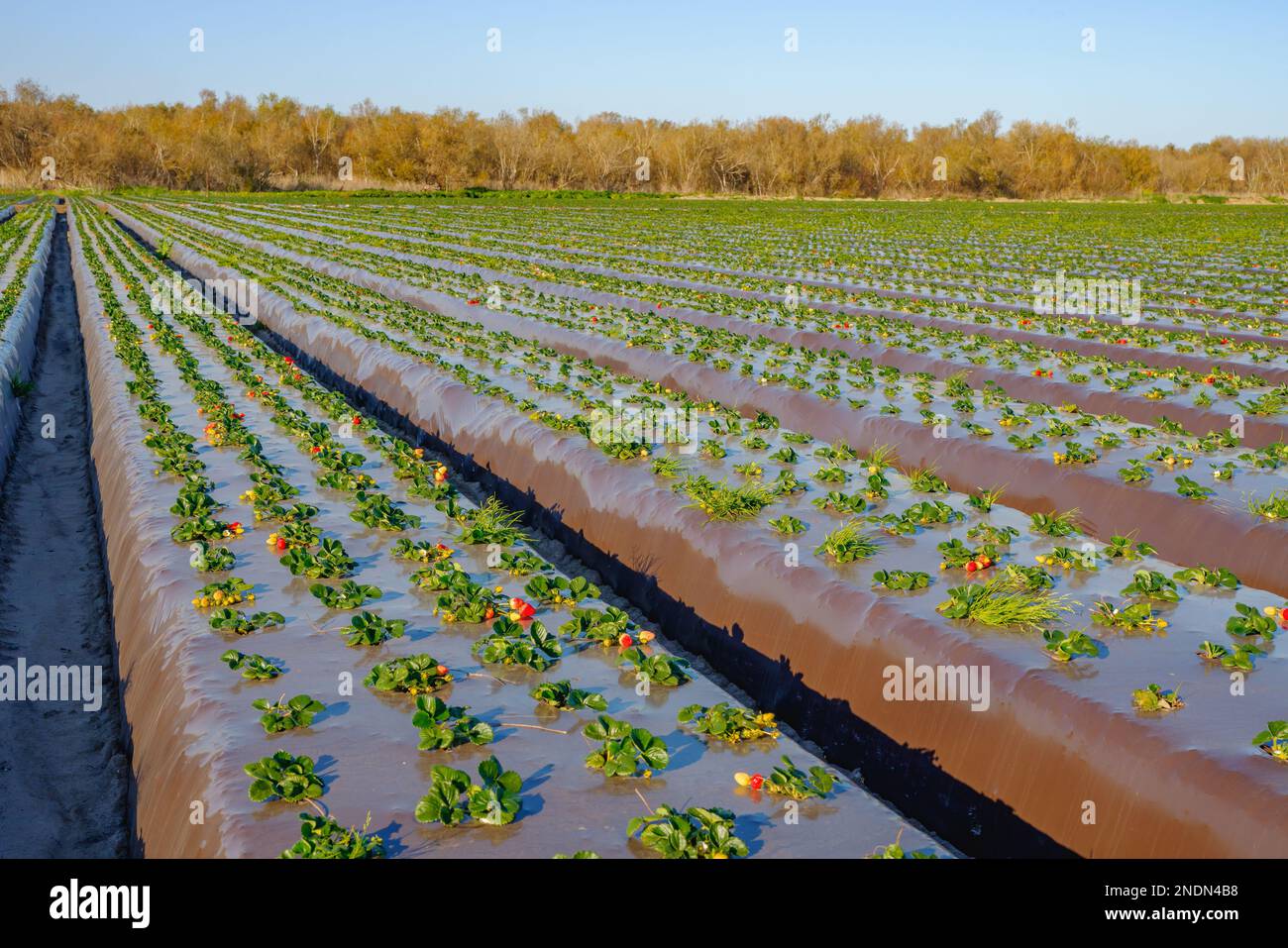 Agricultural field strawberry plants. Industry, modern farming ...