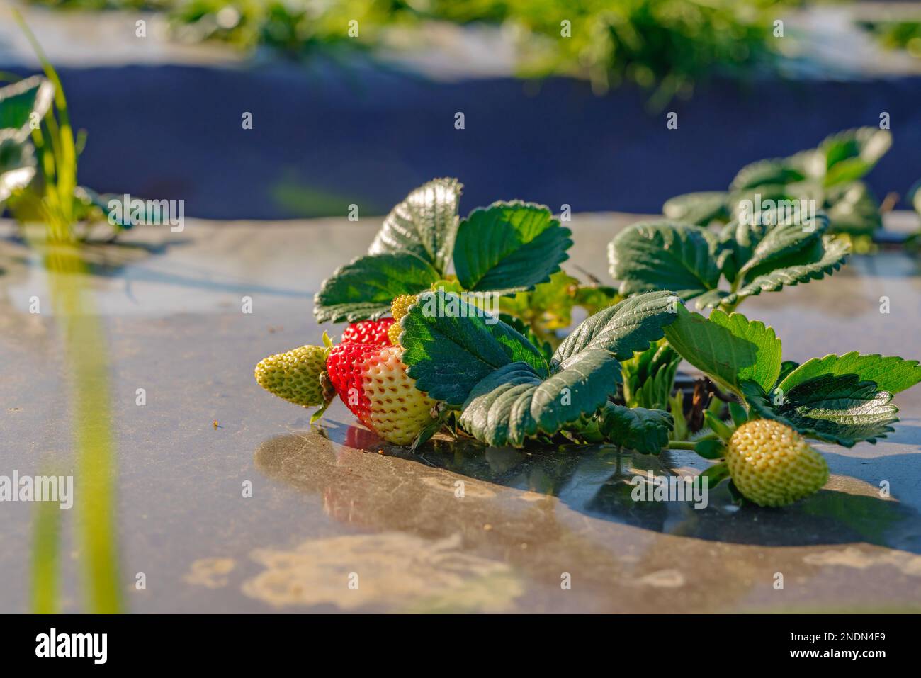 Agricultural field strawberry plants. Industry, modern farming ...