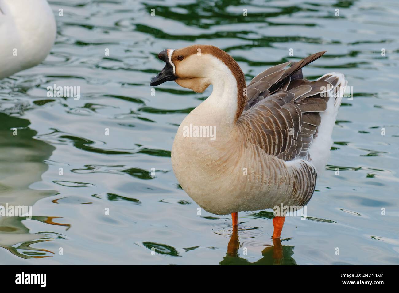 African swan goose (Anser cygnoides) close up portrait Stock Photo - Alamy