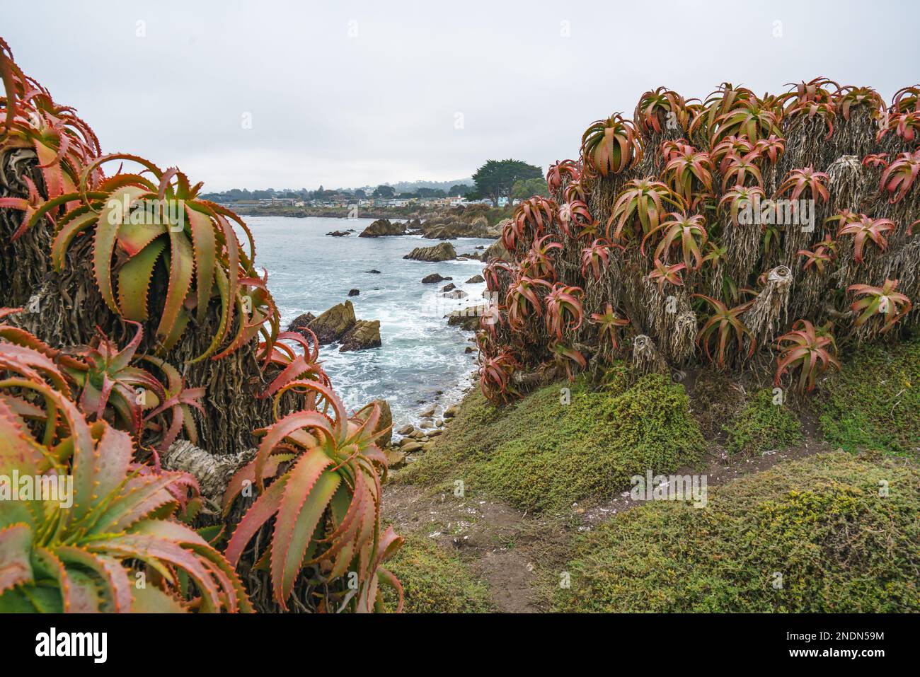 Torch aloe hi-res stock photography and images - Alamy