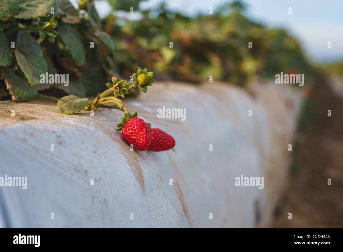 Agricultural field strawberry plants. Industry, modern farming ...