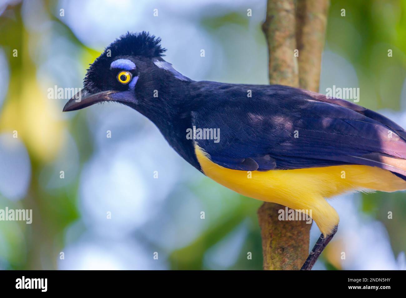 Plush-crested Jay, Cyanocorax chrysops, tropical bird in Iguazu ...