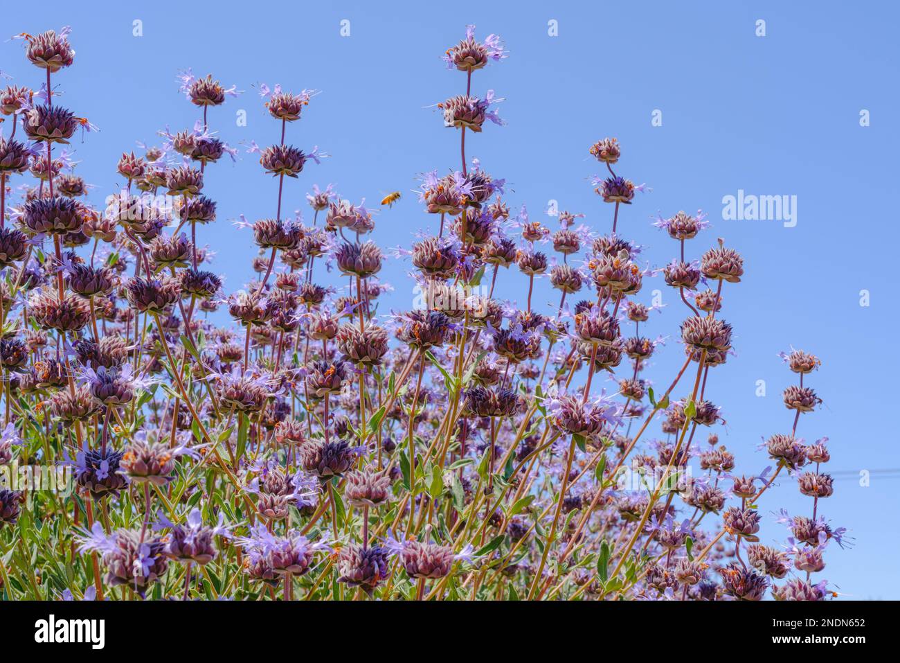 Cleveland Sage, Salvia clevelandii, beautiful, highly aromatic species ...