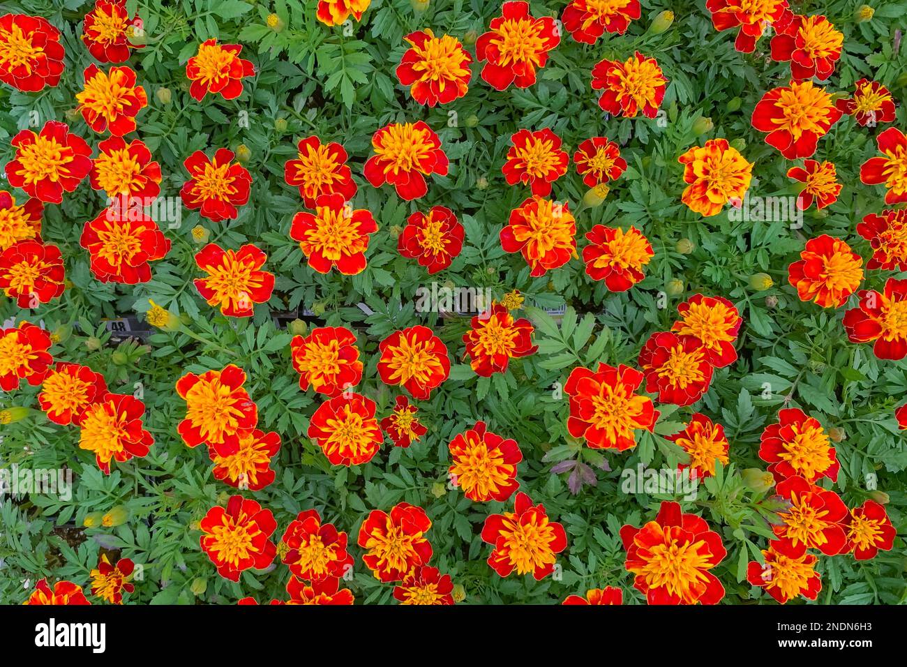 French Marigold (Dwarf) flowers, close up view of a beautiful flowers ...