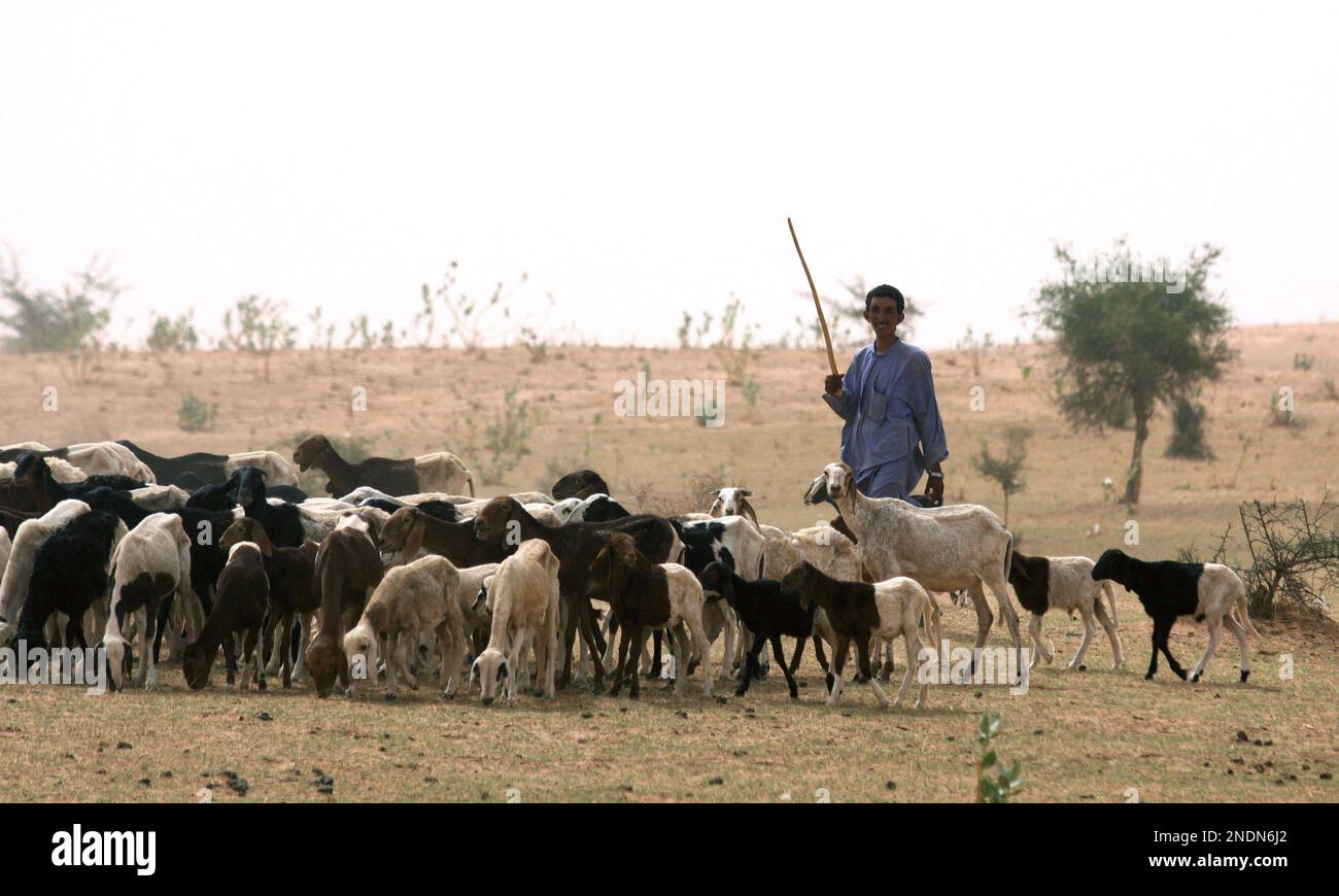 In this Tuesday, May 11, 2010 photo, a nomadic Fulani herder grazes his ...