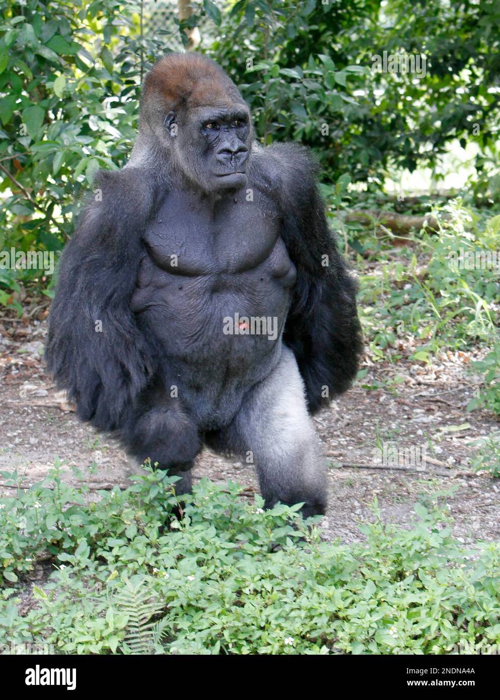 King, a 41-years-old gorilla, is shown at Monkey Jungle in Miami ...