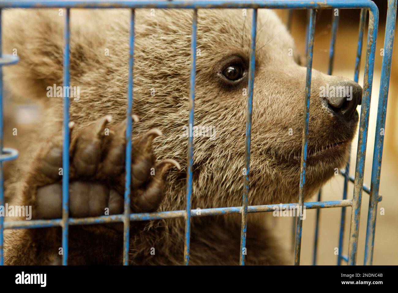 In this photo taken April 20, 2010, a bear cub that sells for $5000 ...