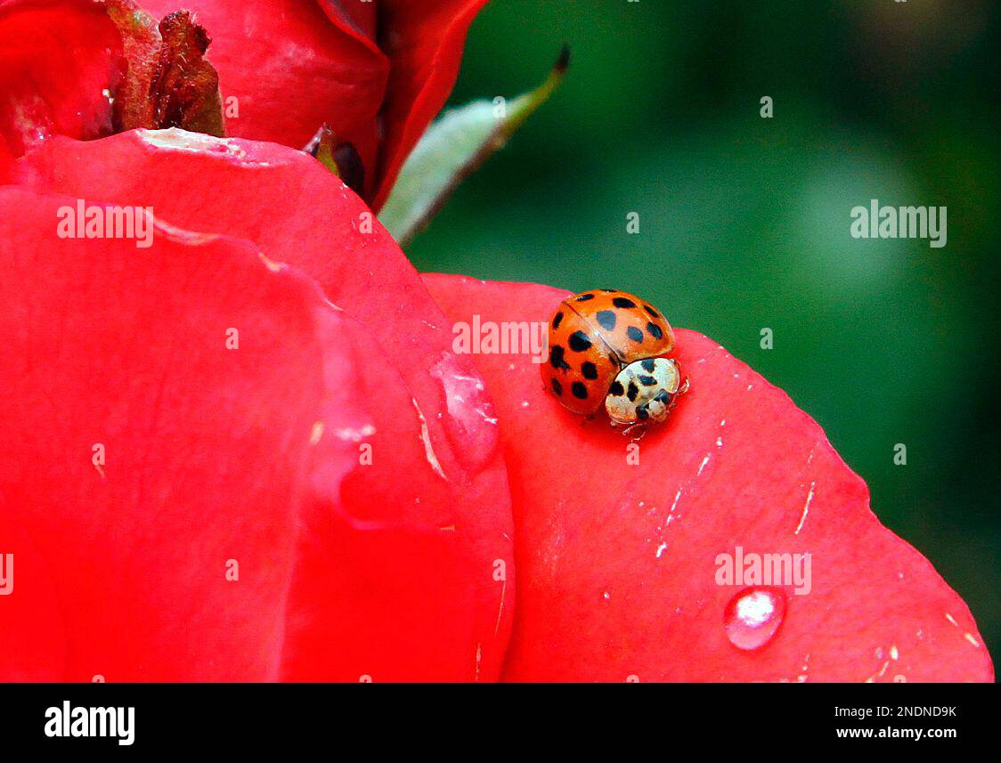 A Coccinellidae, more commonly known as a ladybug or ladybird beetle ...