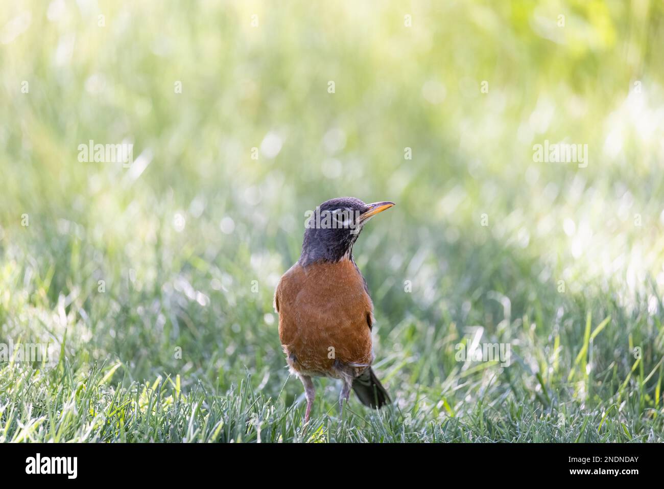 American Robin standing in garden grass Stock Photo - Alamy