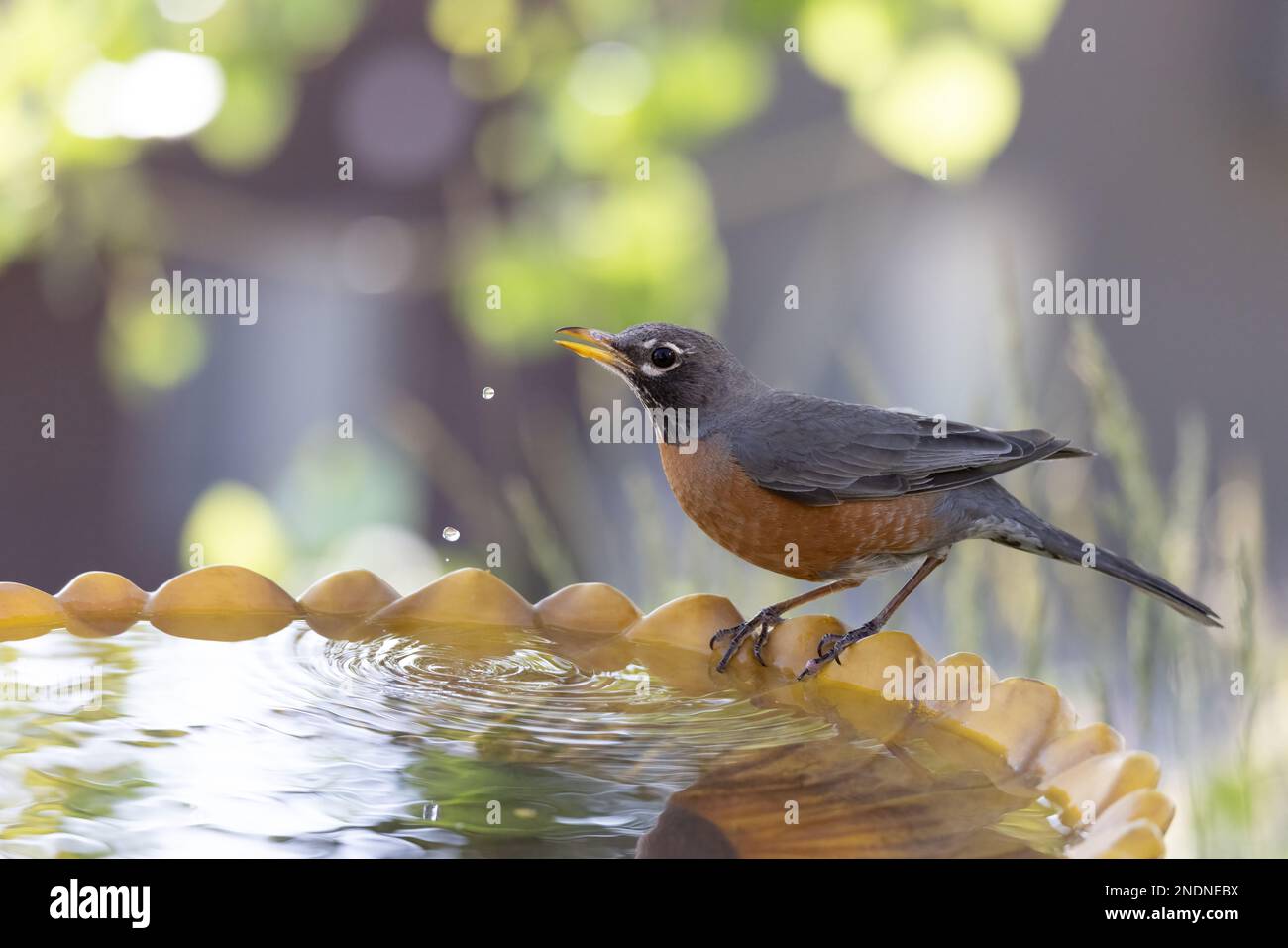 American Robin perched on a birdbath, drinking water Stock Photo - Alamy