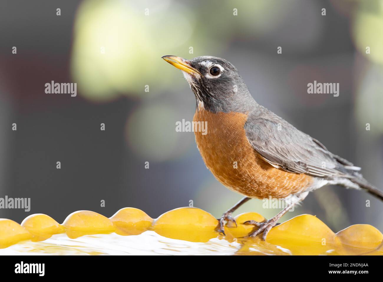 Bullock's Oriole perched on edge of bird bath, with reflection Stock ...