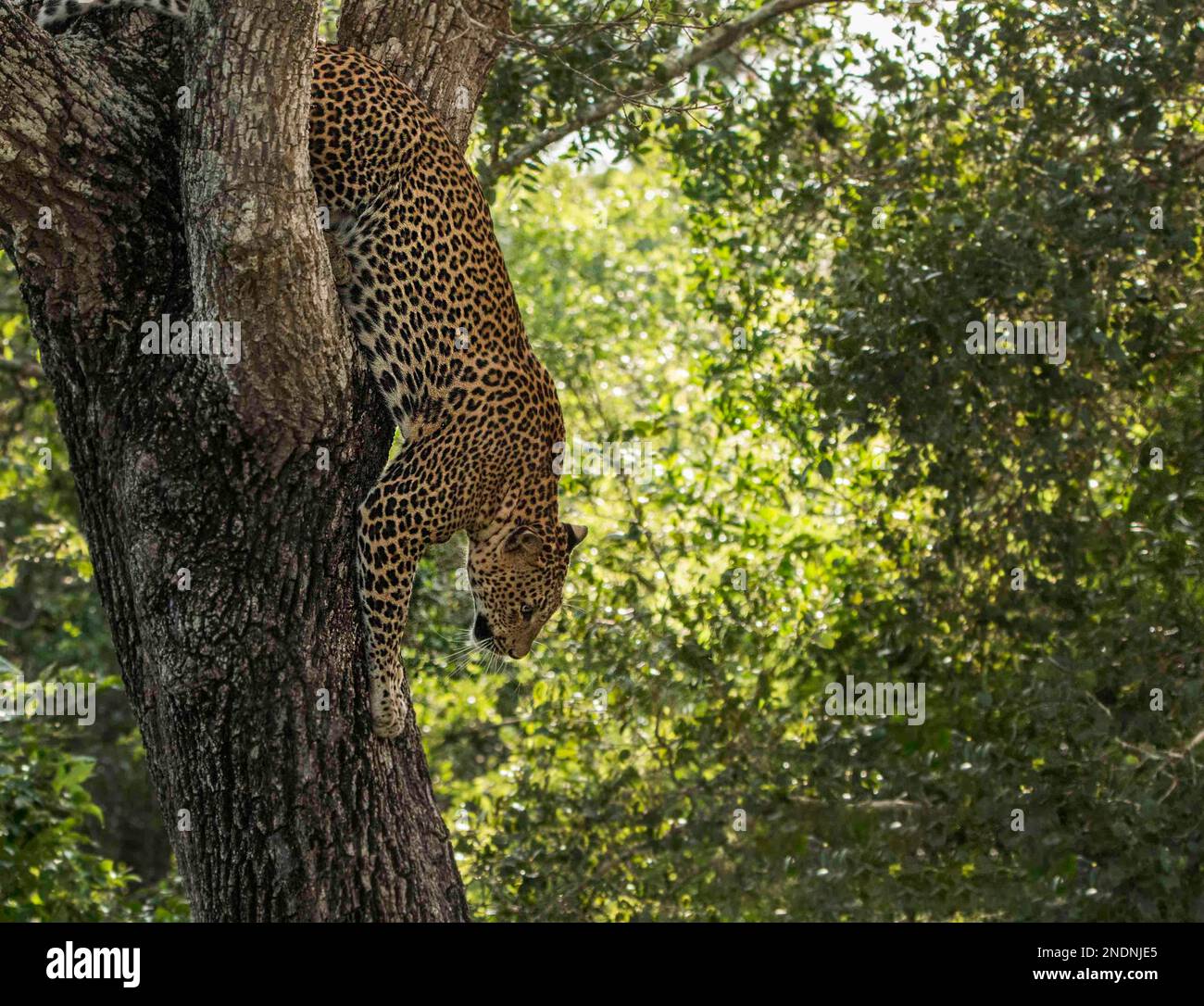 Sri Lankan leopards in the Wild Stock Photo - Alamy