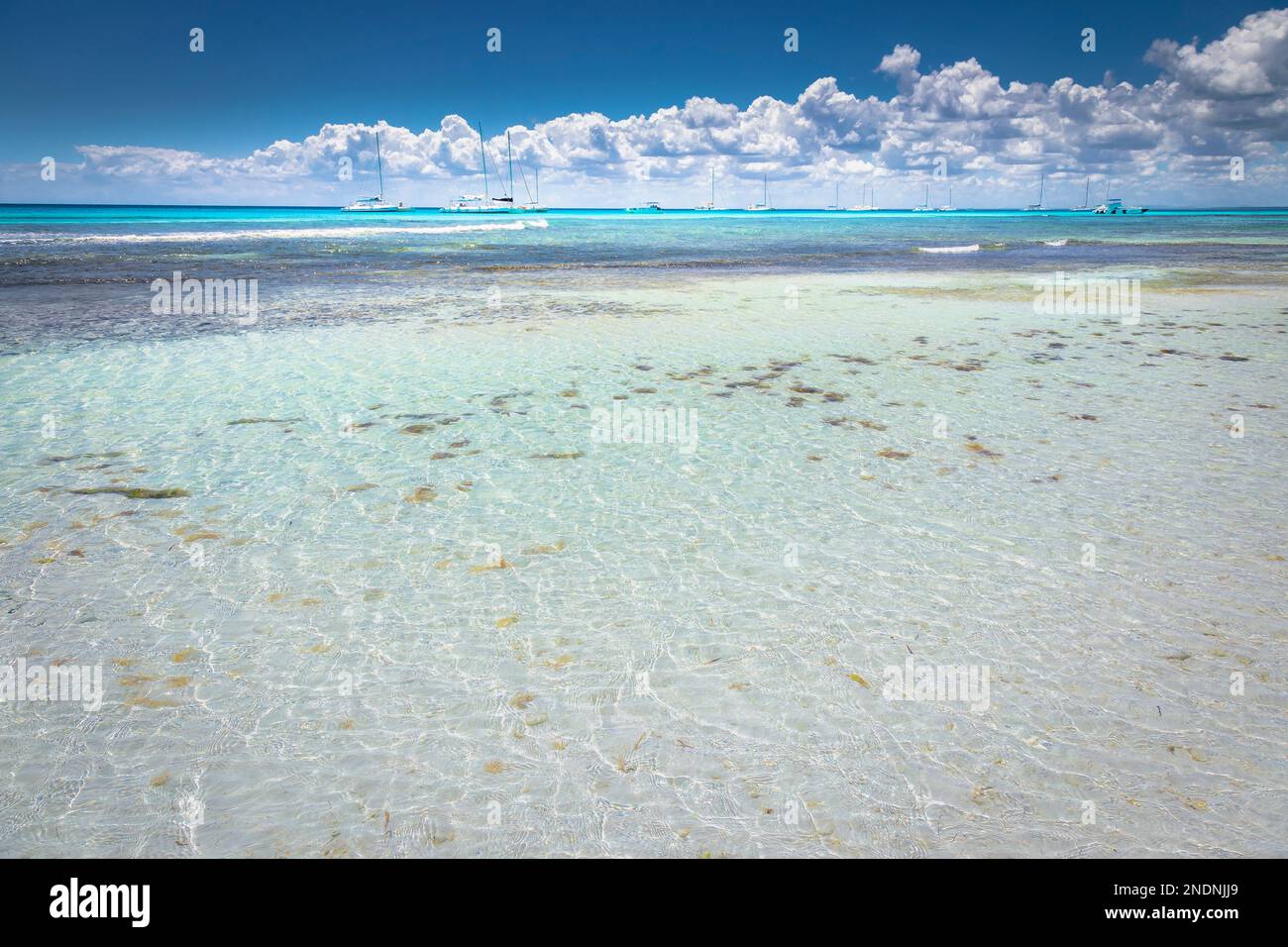 Tropical beach in caribbean sea, idyllic Saona island, Punta Cana ...
