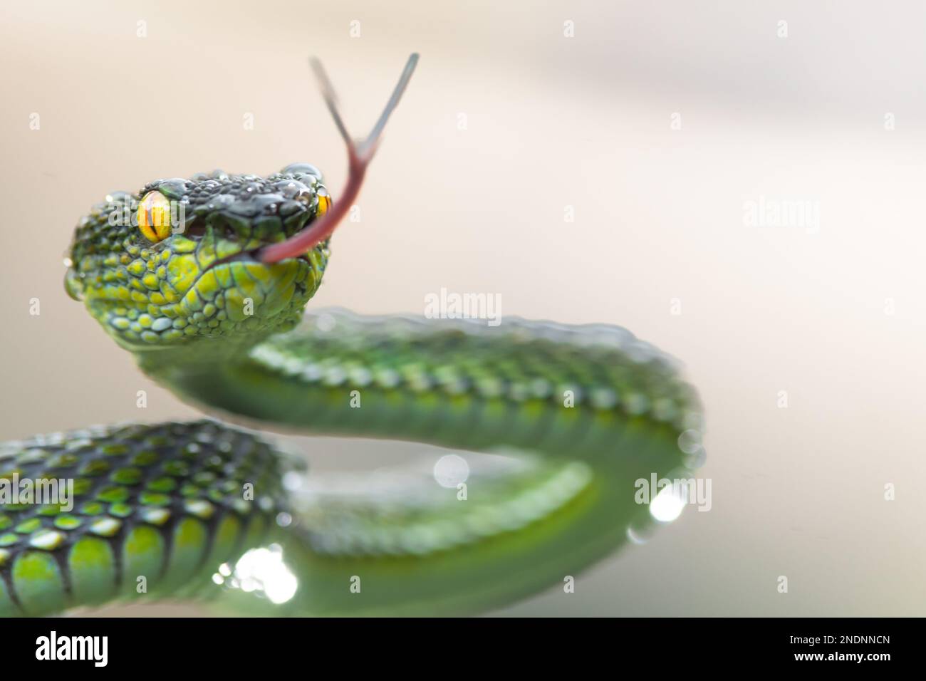 Water viper hi-res stock photography and images - Alamy