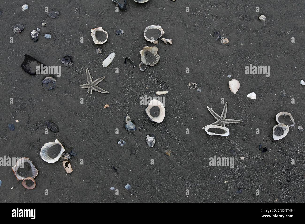 Sea shells and starfish are seen on Chandeleur Island, La., Monday, May ...