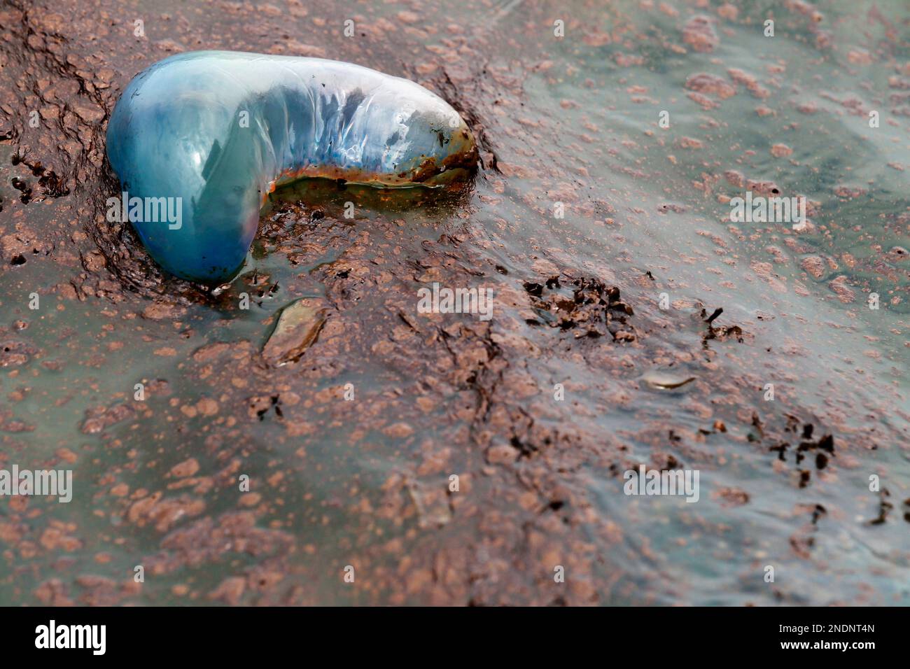 A Portuguese Man-o-War is seen in clumps of oil in the waters in ...
