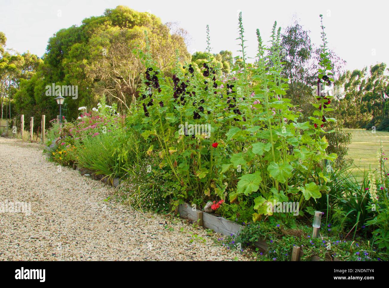 Holly hog hi-res stock photography and images - Alamy