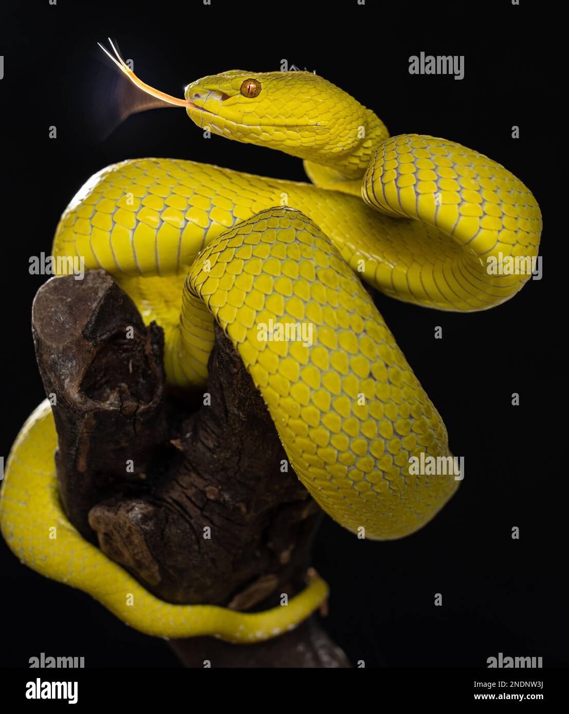 Beautiful Yellow Viper Snake In close Up with black solid background ...