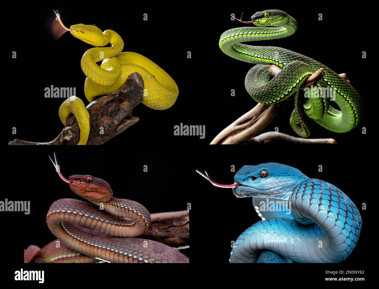 Viper snakes by Color (yellow, green, red and blue Stock Photo - Alamy