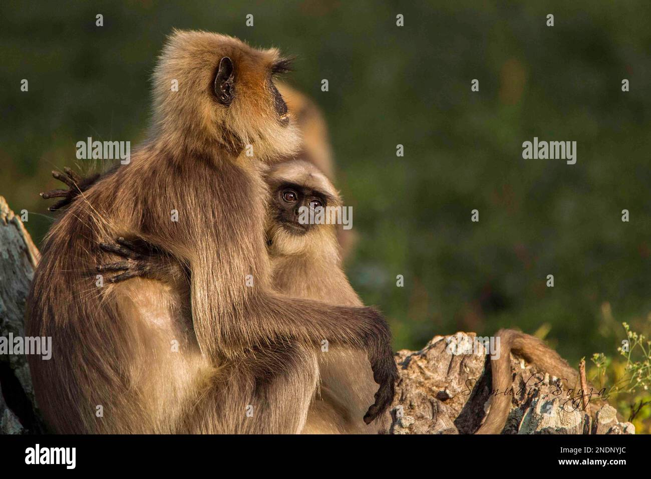 Monkeys and Grey Languor's in the forest. Sri Lanka Stock Photo - Alamy