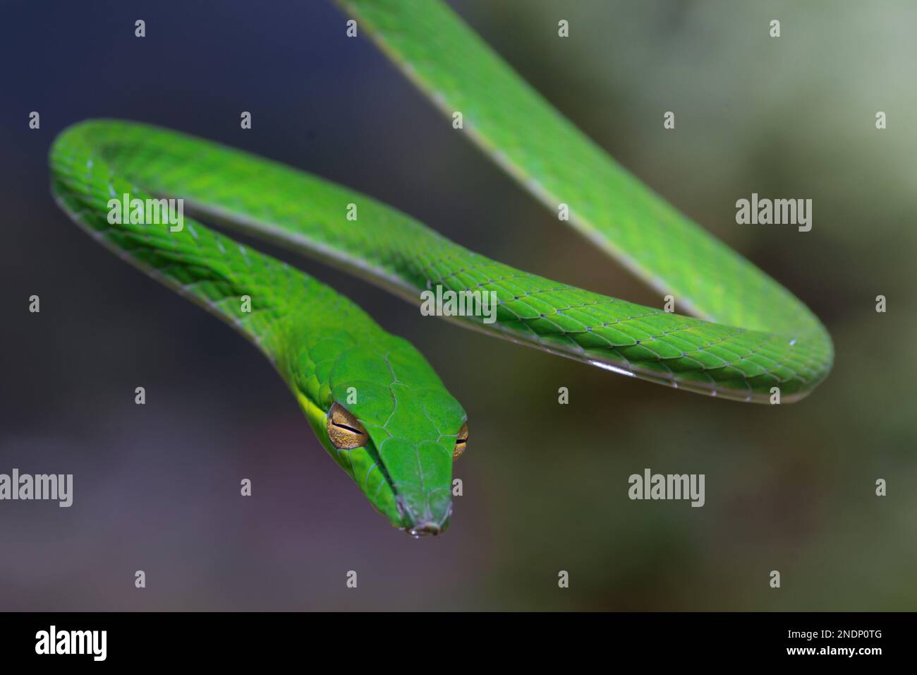Beautiful green leaf Snake In close Up Stock Photo - Alamy