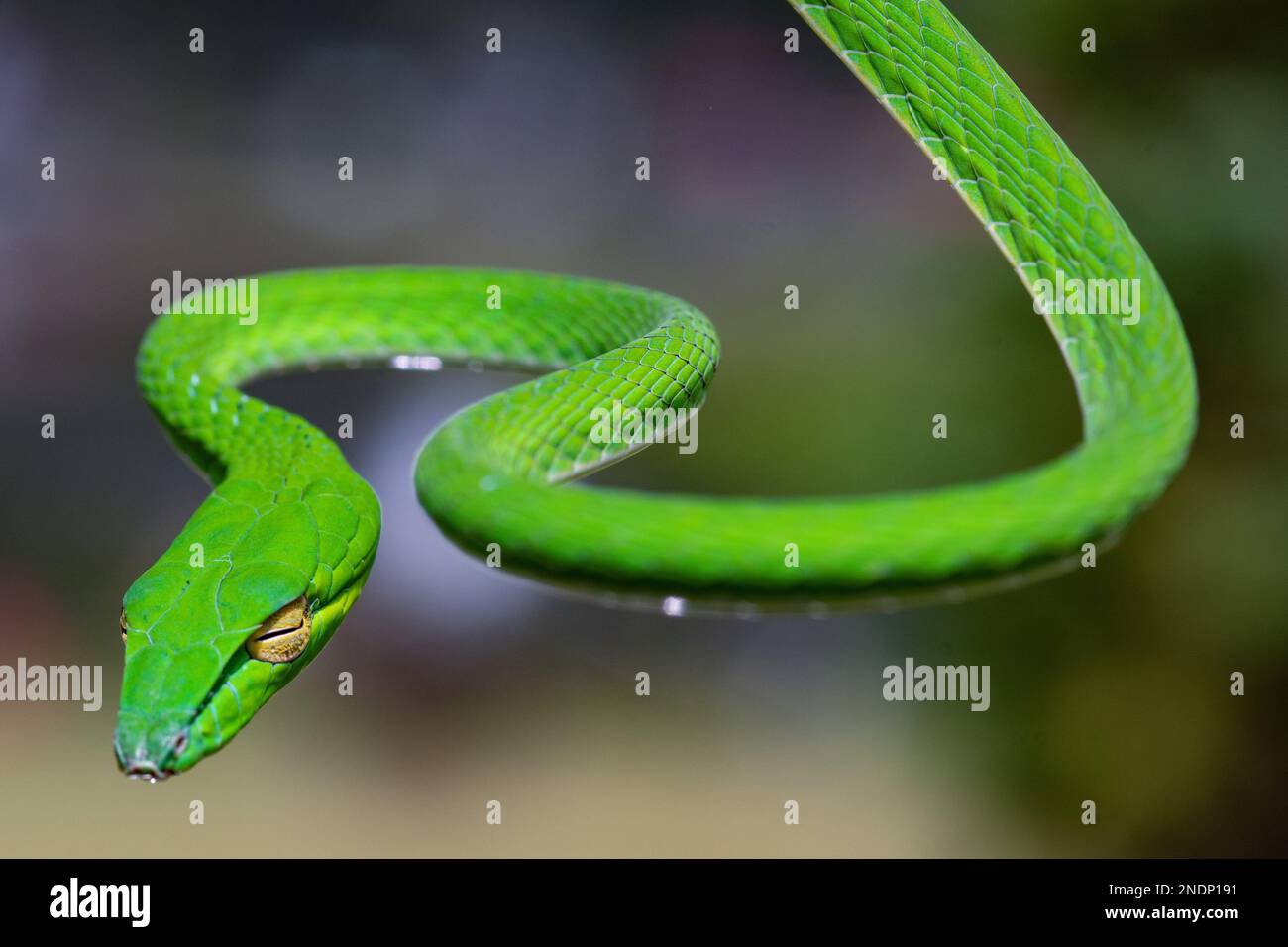 Beautiful green leaf Snake In close Up Stock Photo - Alamy