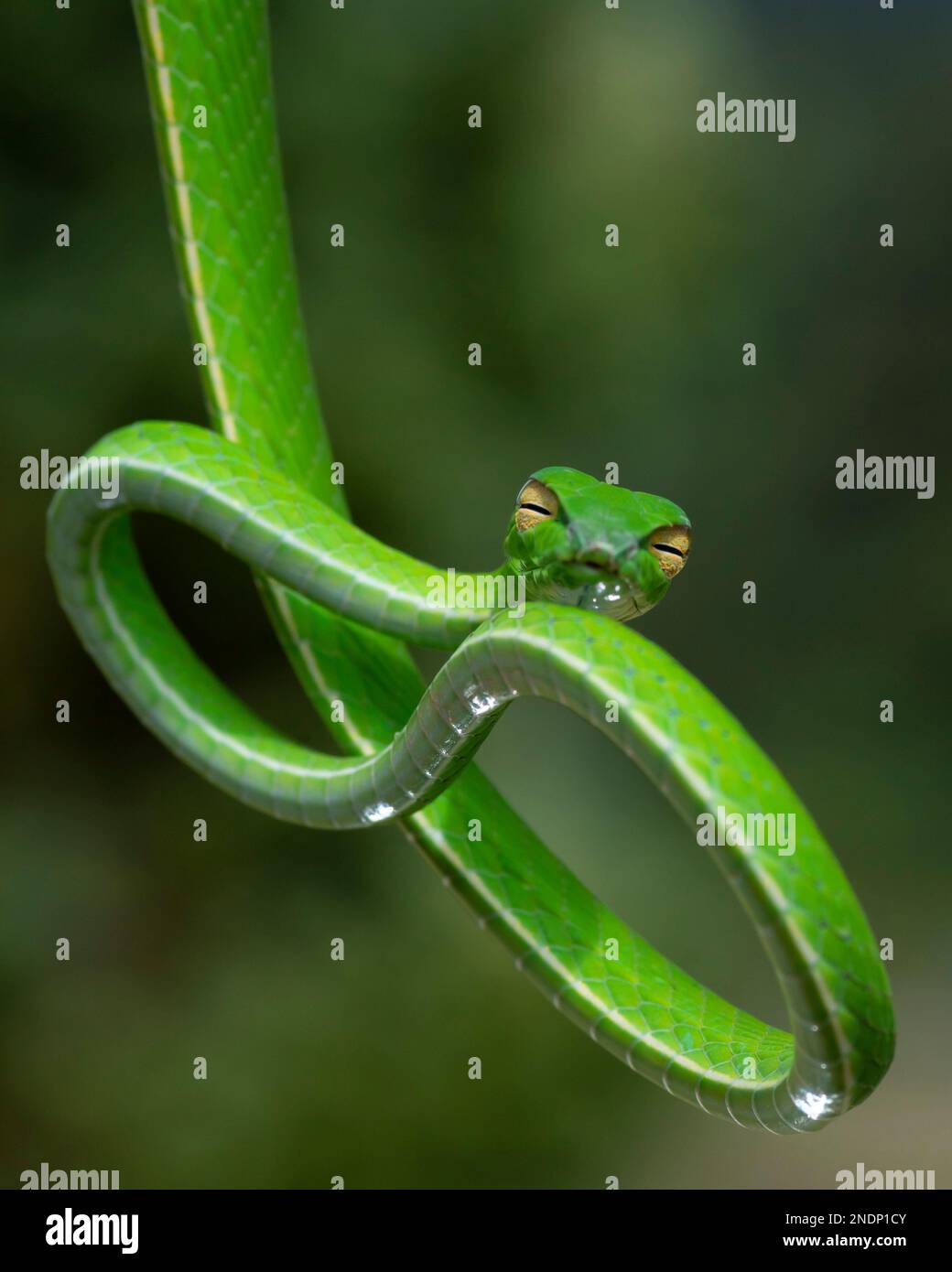 Beautiful green leaf Snake In close Up Stock Photo - Alamy