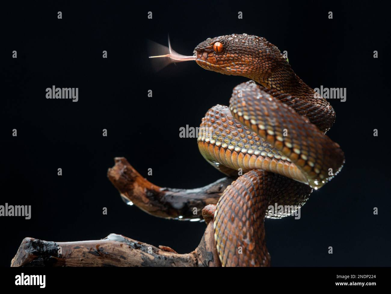 Beautiful Red Viper Snake In close Up Stock Photo - Alamy