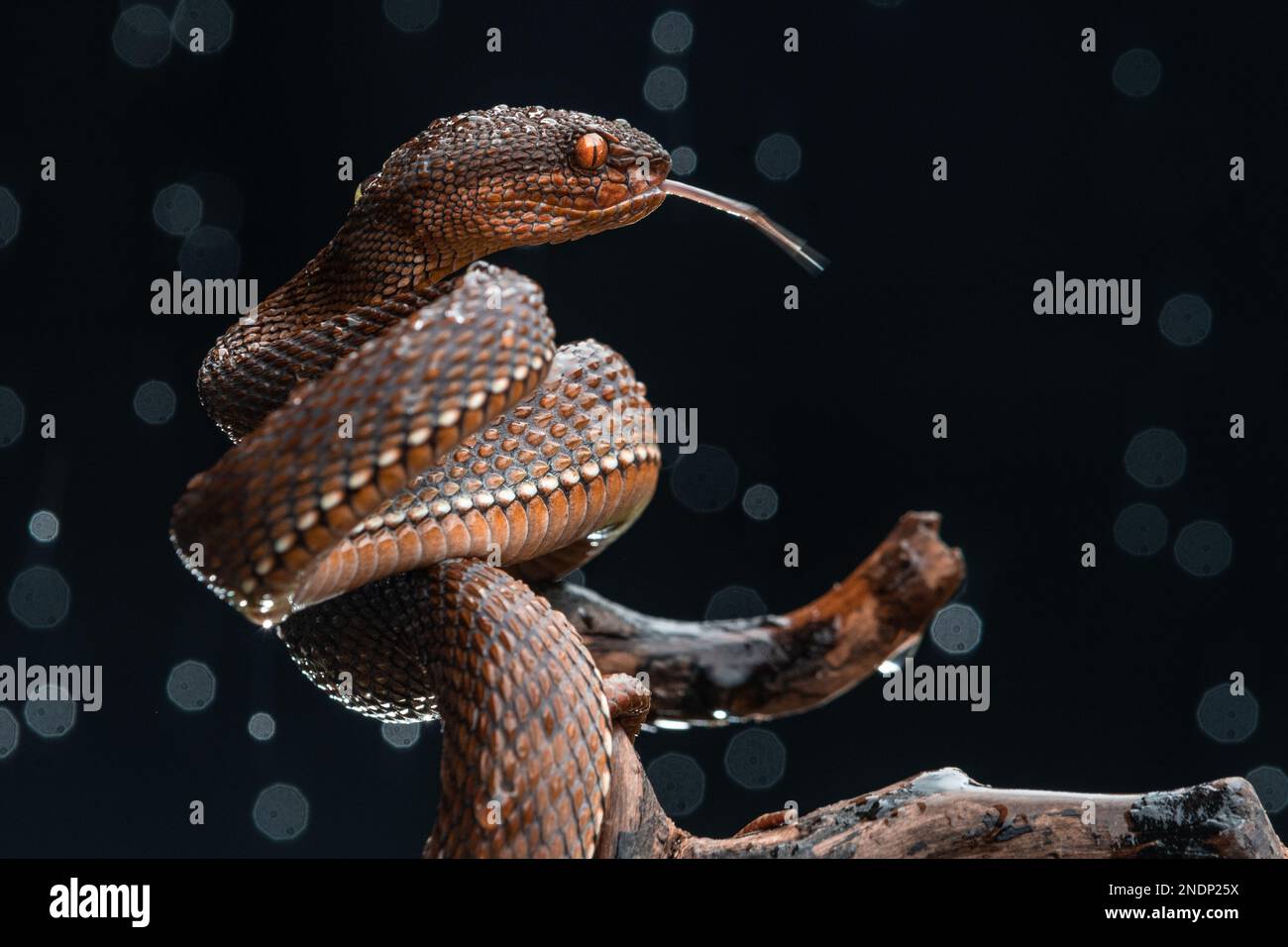 Beautiful Red Viper Snake In close Up Stock Photo - Alamy