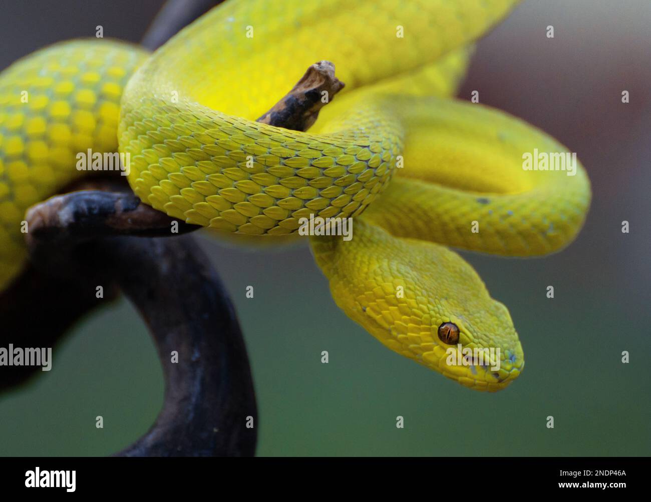 Yellow Viper Snake