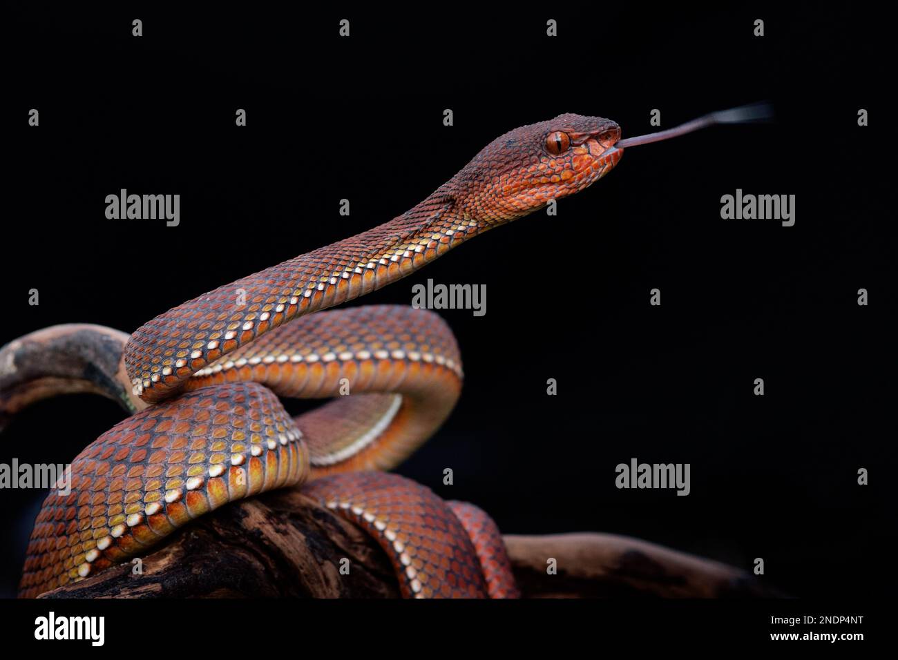 Beautiful Red Viper Snake In close Up Stock Photo - Alamy
