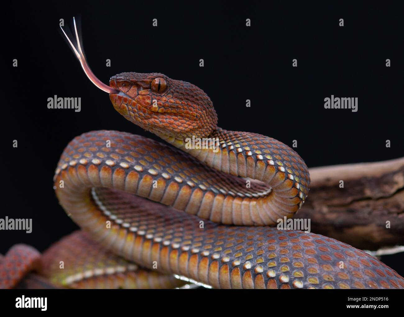 Beautiful Red Viper Snake In close Up Stock Photo - Alamy