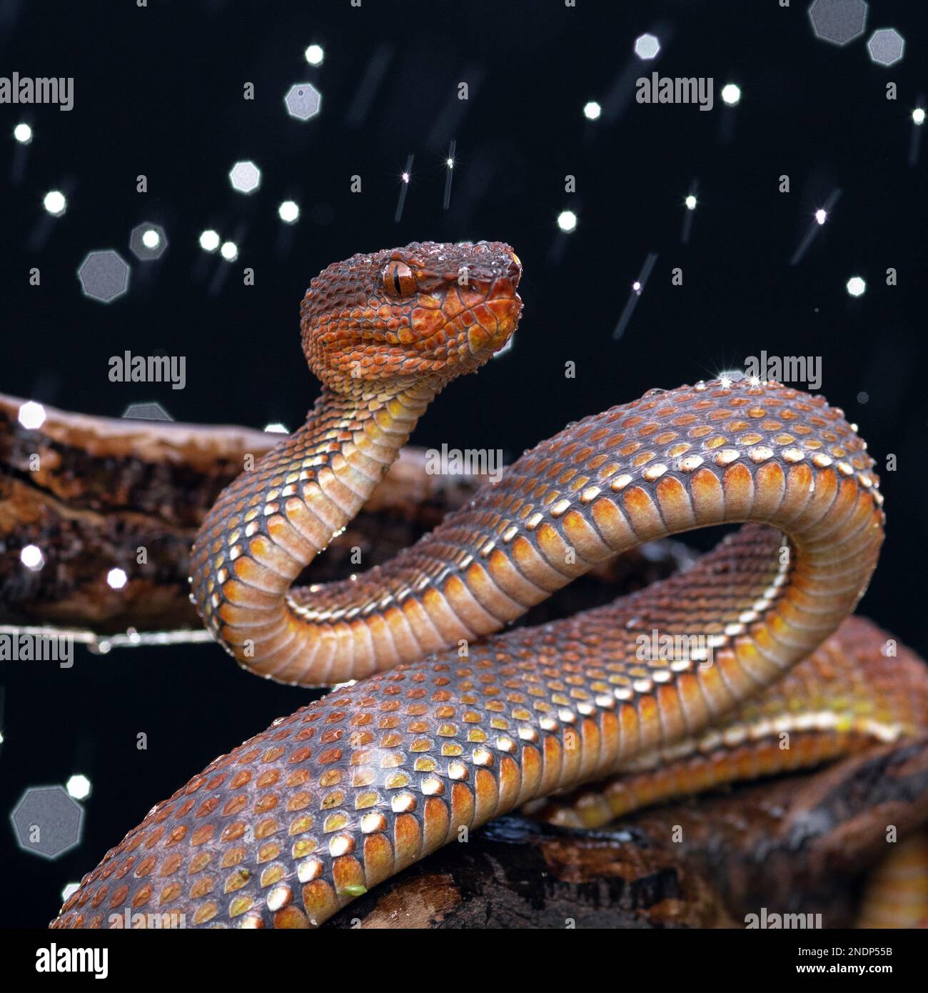 Beautiful Red Viper Snake In close Up Stock Photo - Alamy